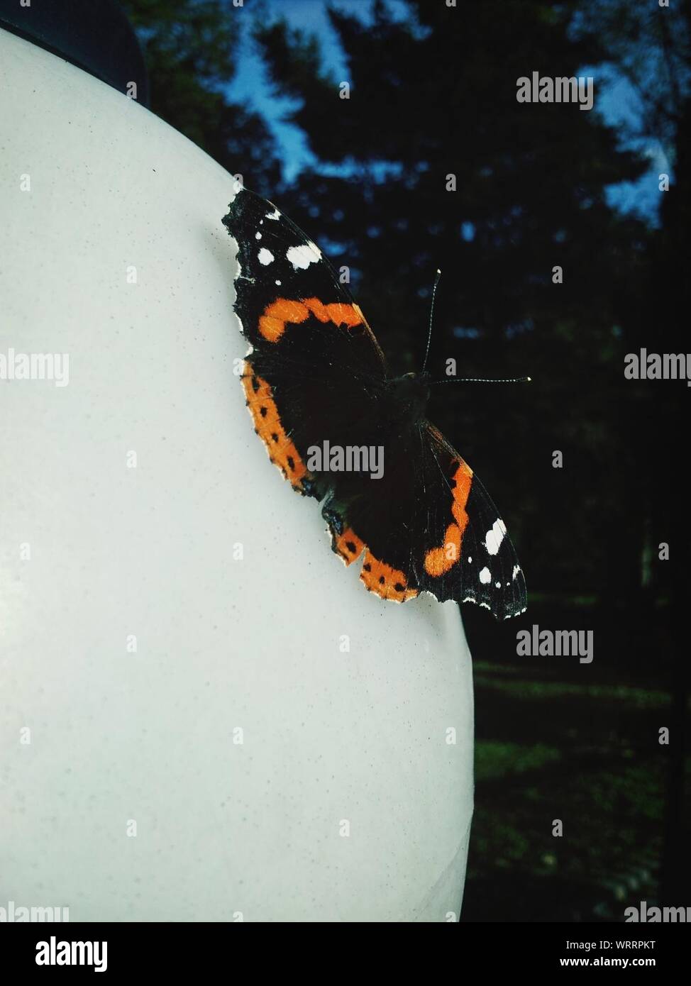 Colorful butterfly wings hi-res stock photography and images - Alamy