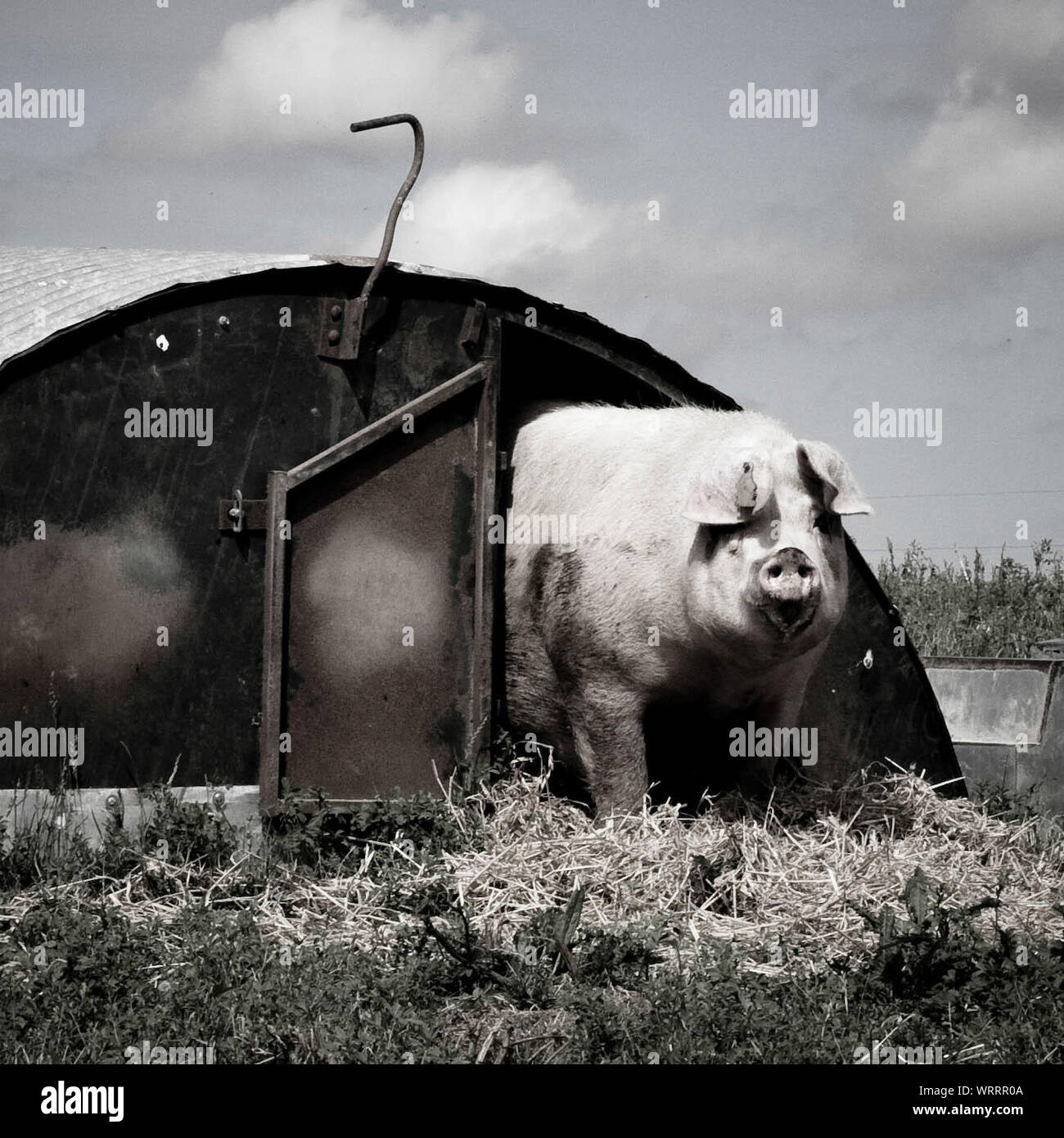 Land Pig High Resolution Stock Photography and Images - Alamy