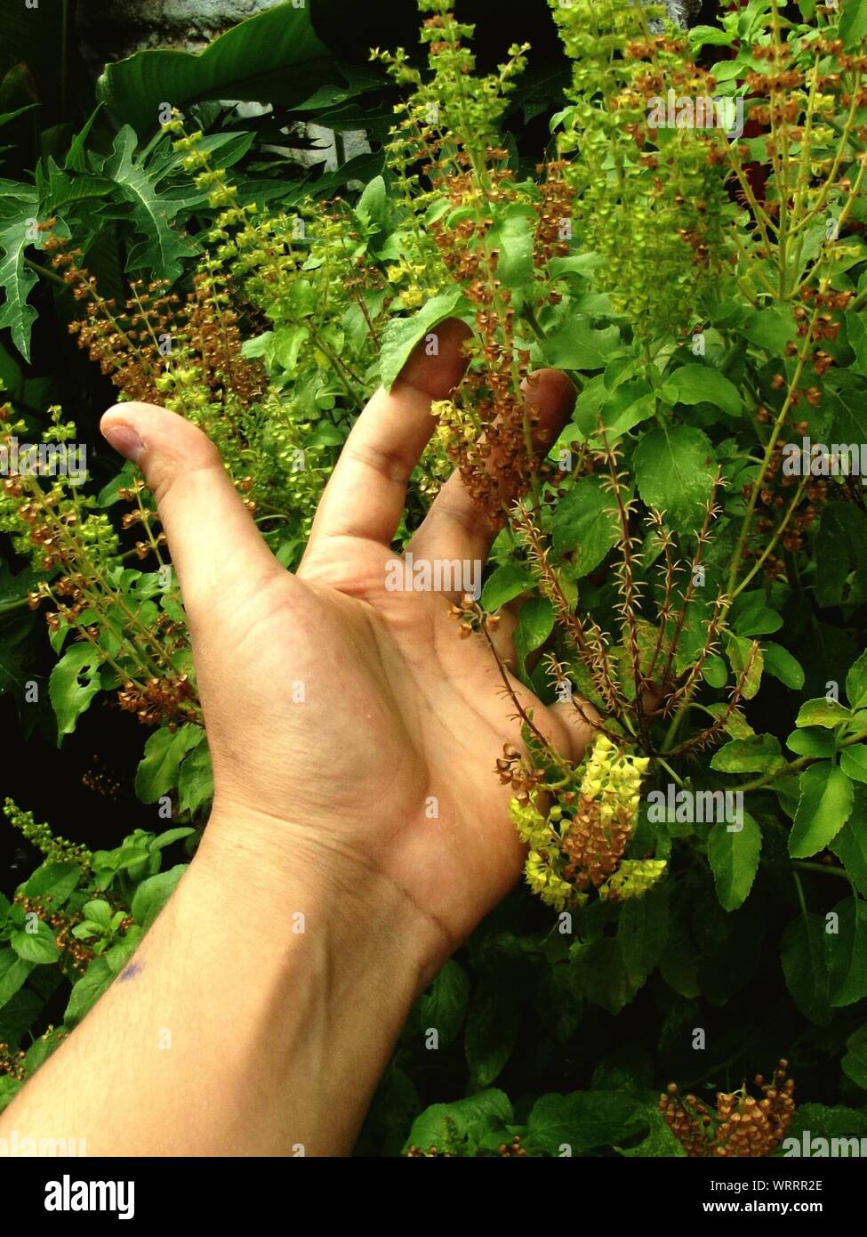 Finger touching plants hi-res stock photography and images - Alamy