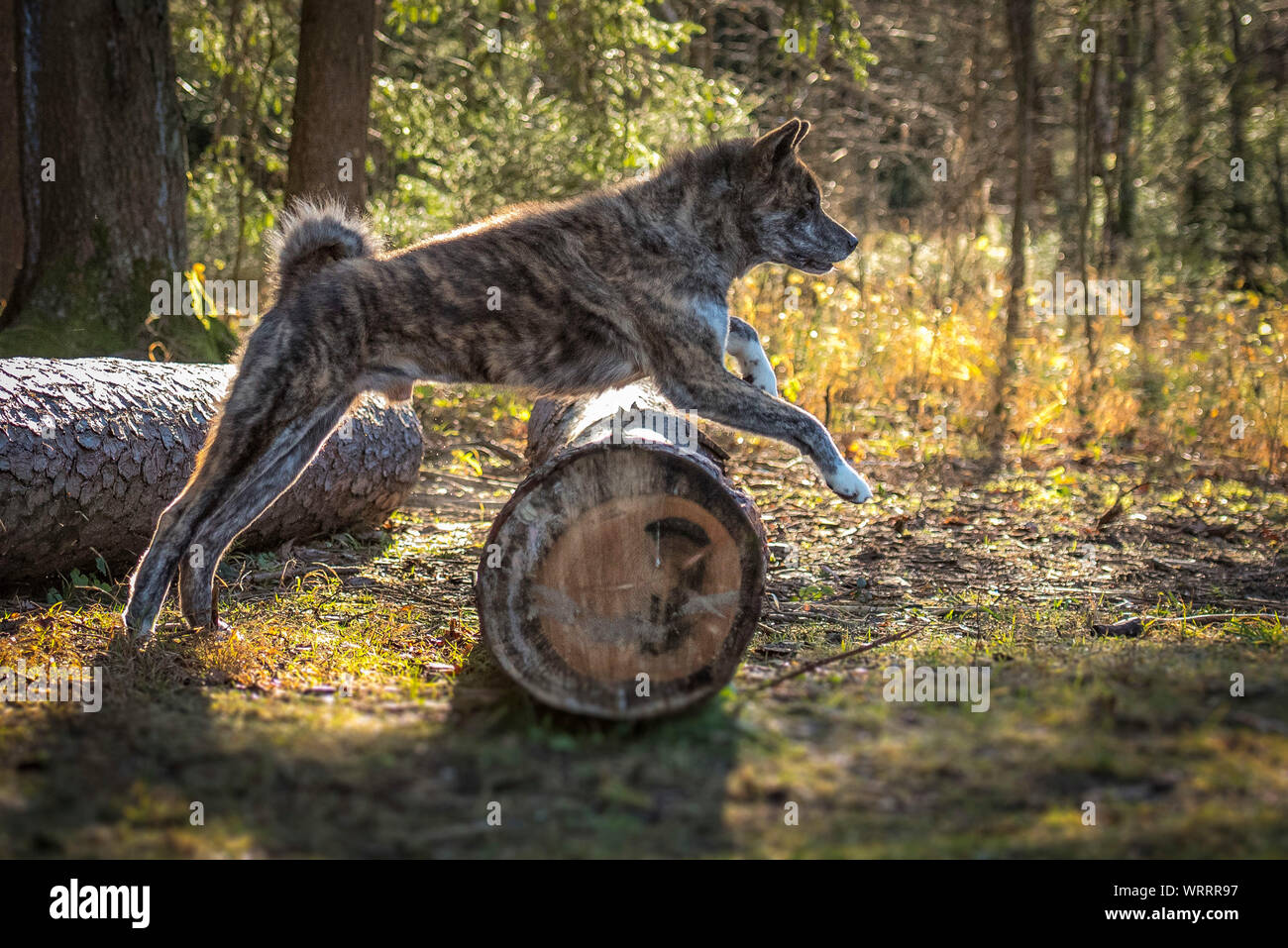 Dog jumping log hi-res stock photography and images - Alamy