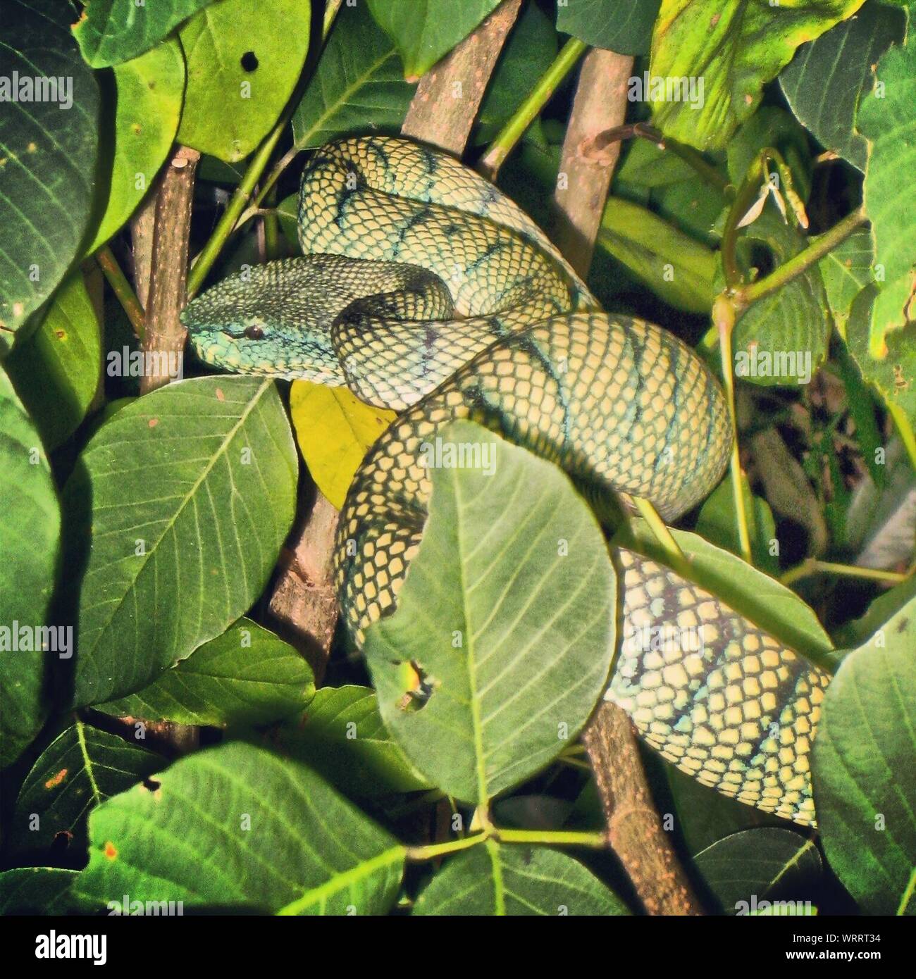 Crawling snake hi-res stock photography and images - Alamy