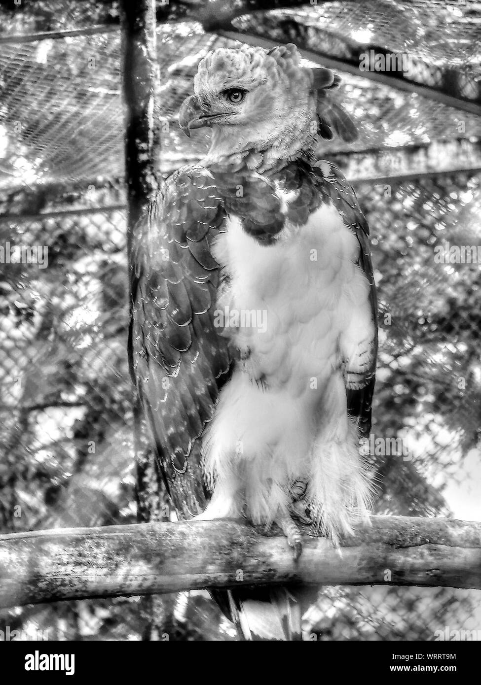 Harpy Eagle Close High Resolution Stock Photography and Images - Alamy
