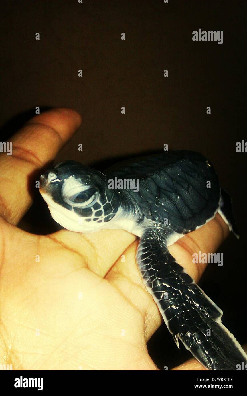 Man Holding Turtle High Resolution Stock Photography and Images - Alamy
