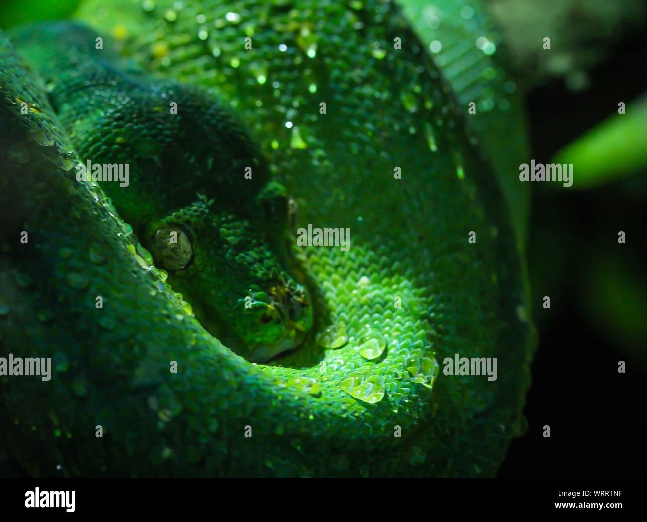 Wet reptile hi-res stock photography and images - Alamy