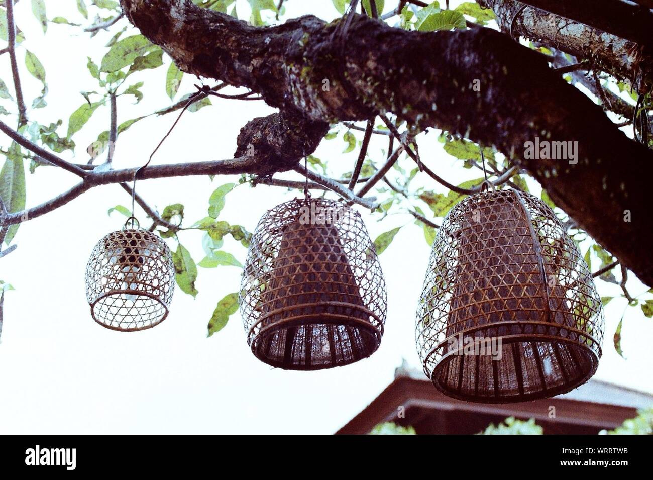 Low hanging tree branches hi-res stock photography and images - Alamy