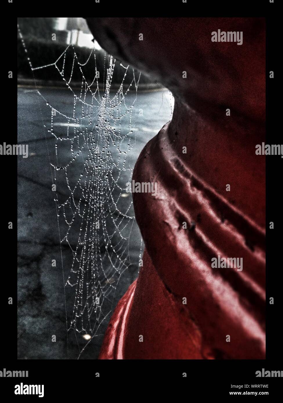 Close up spider covered in hi-res stock photography and images - Alamy