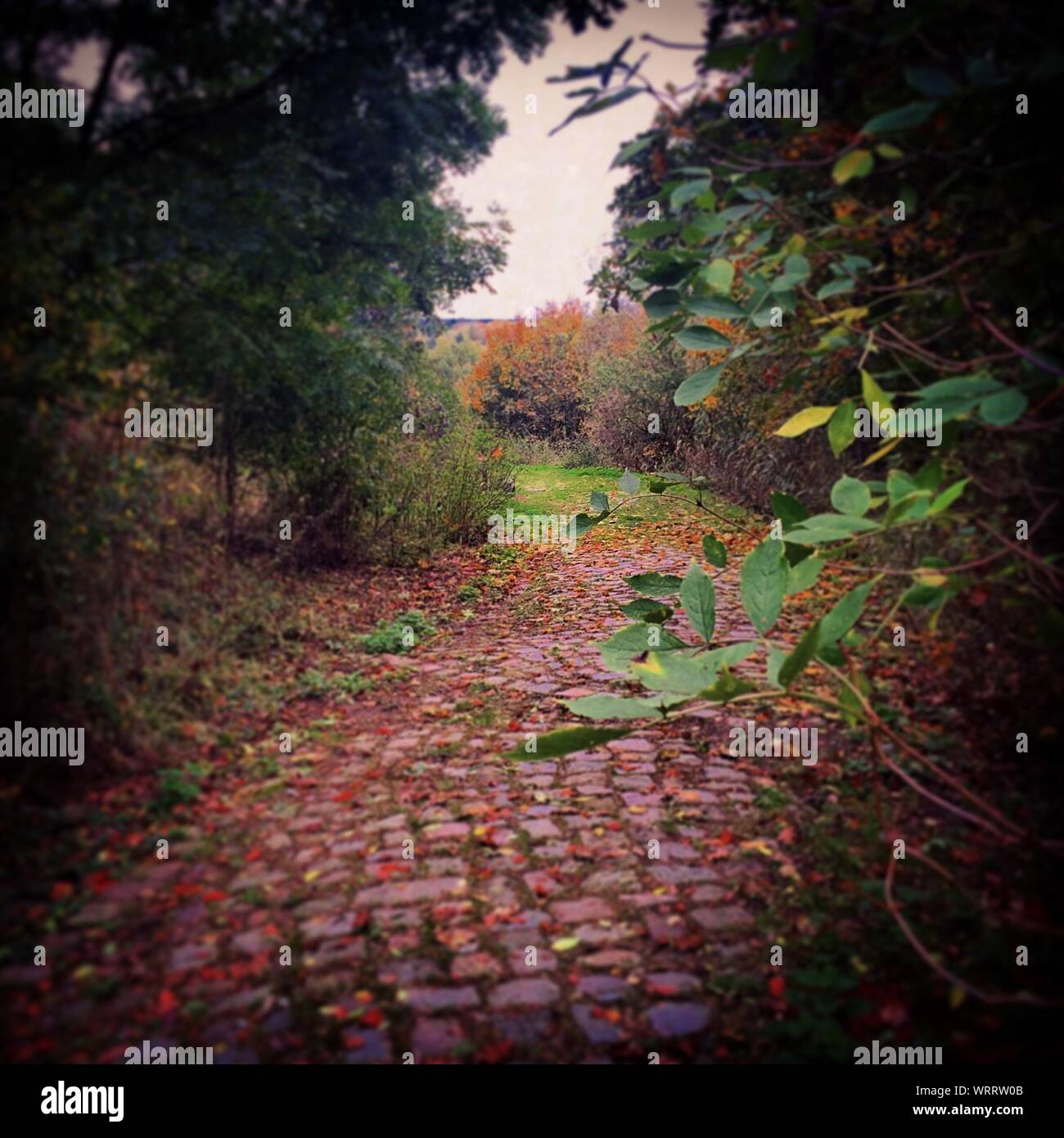 Cobblestone Path High Resolution Stock Photography and Images - Alamy