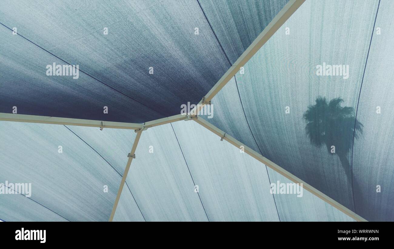 Parasol tree hi-res stock photography and images - Alamy