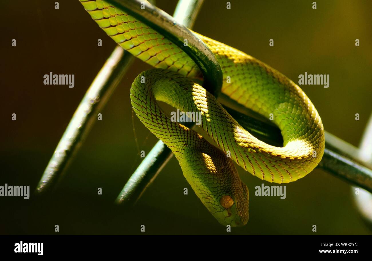 Snake captivity hi-res stock photography and images - Alamy