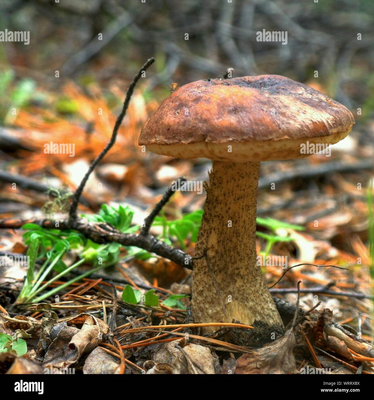 Mushroom stick hi-res stock photography and images - Alamy