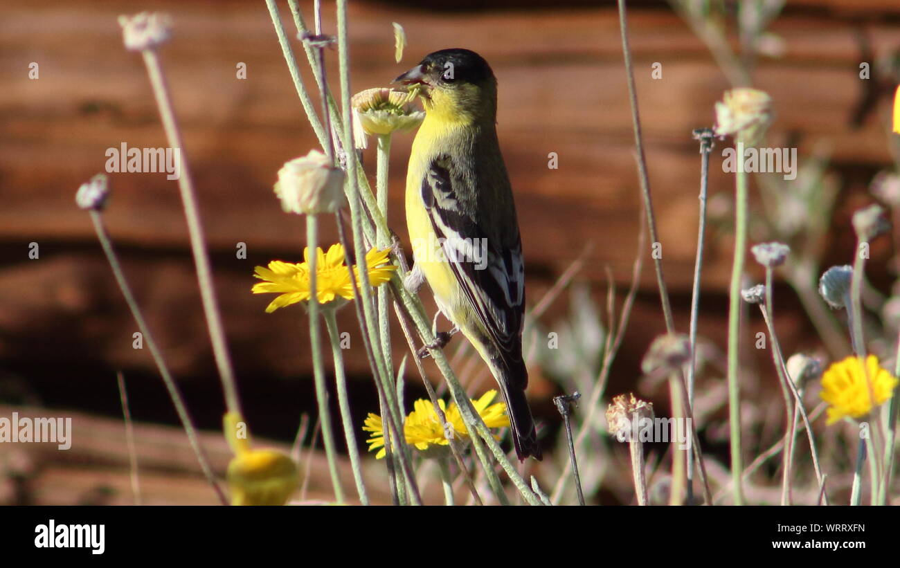 Lesser gold finch hi-res stock photography and images - Alamy