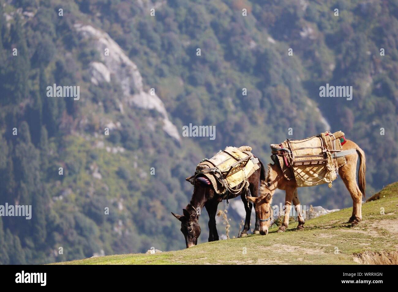 Horse and mountain hi-res stock photography and images - Alamy
