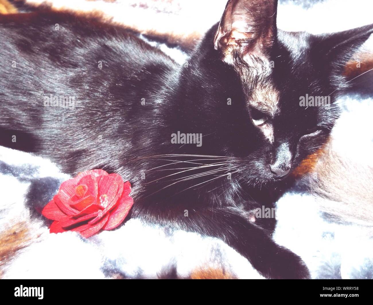 Domestic flower production hi-res stock photography and images - Alamy