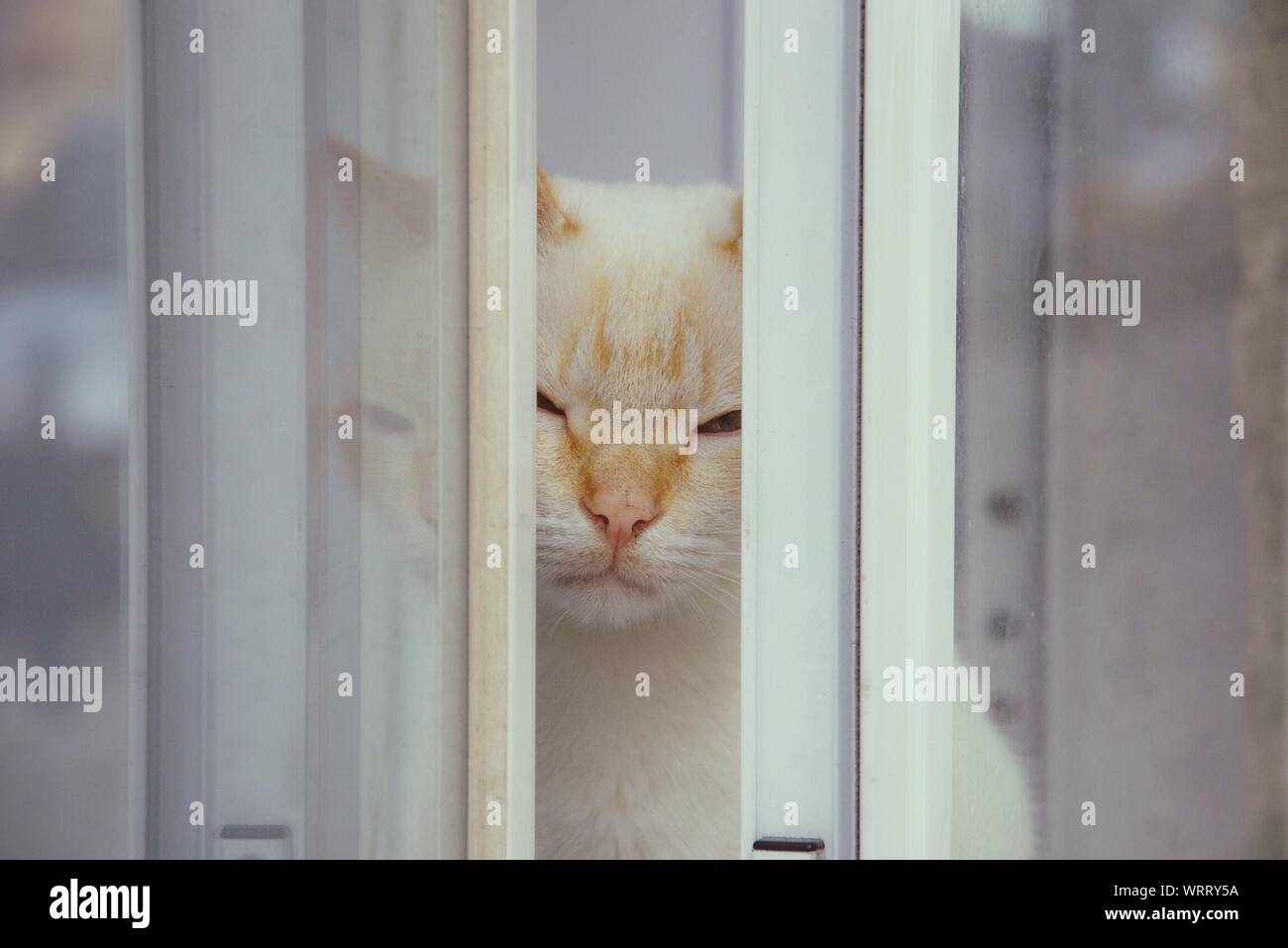 Portrait Of White Cat Behind Window Stock Photo - Alamy