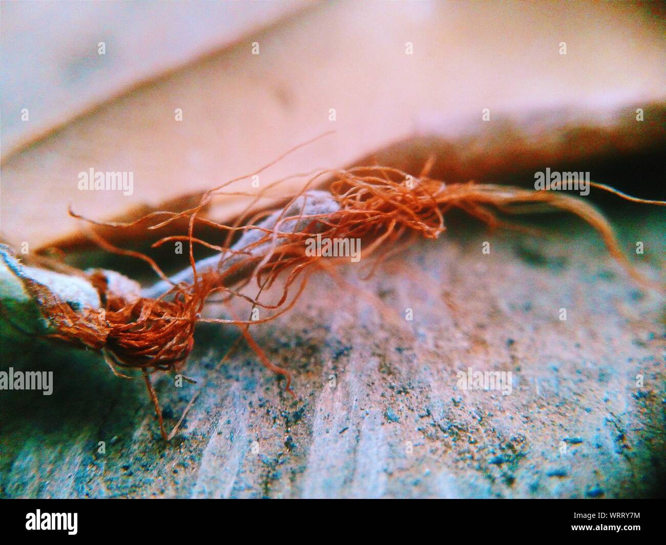 Roots view hi-res stock photography and images - Alamy