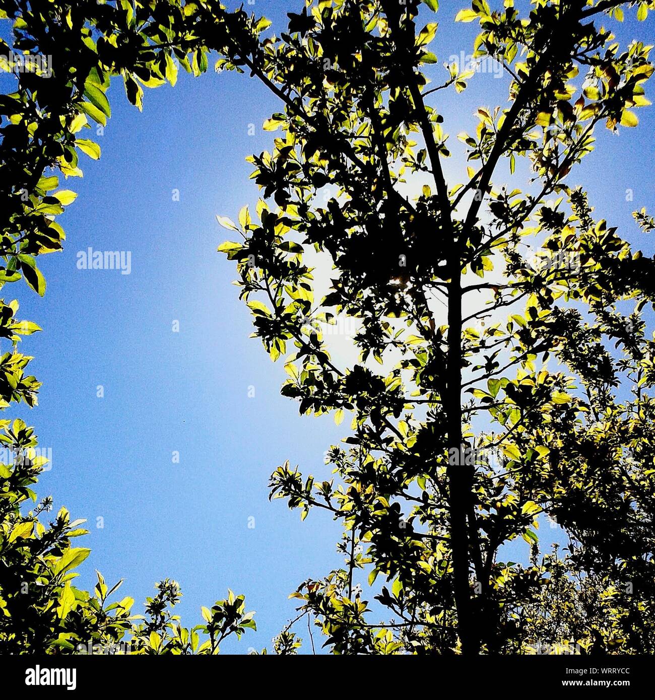 Blue canopy hi-res stock photography and images - Alamy