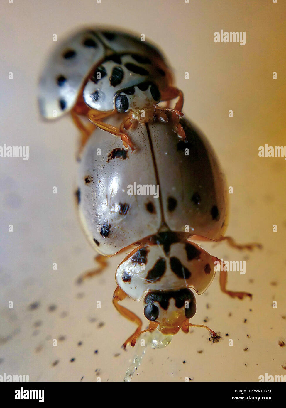 Mating on the hi-res stock photography and images - Alamy