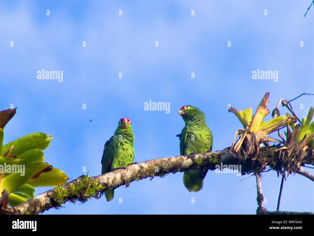 Red crowned amazons hi-res stock photography and images - Alamy