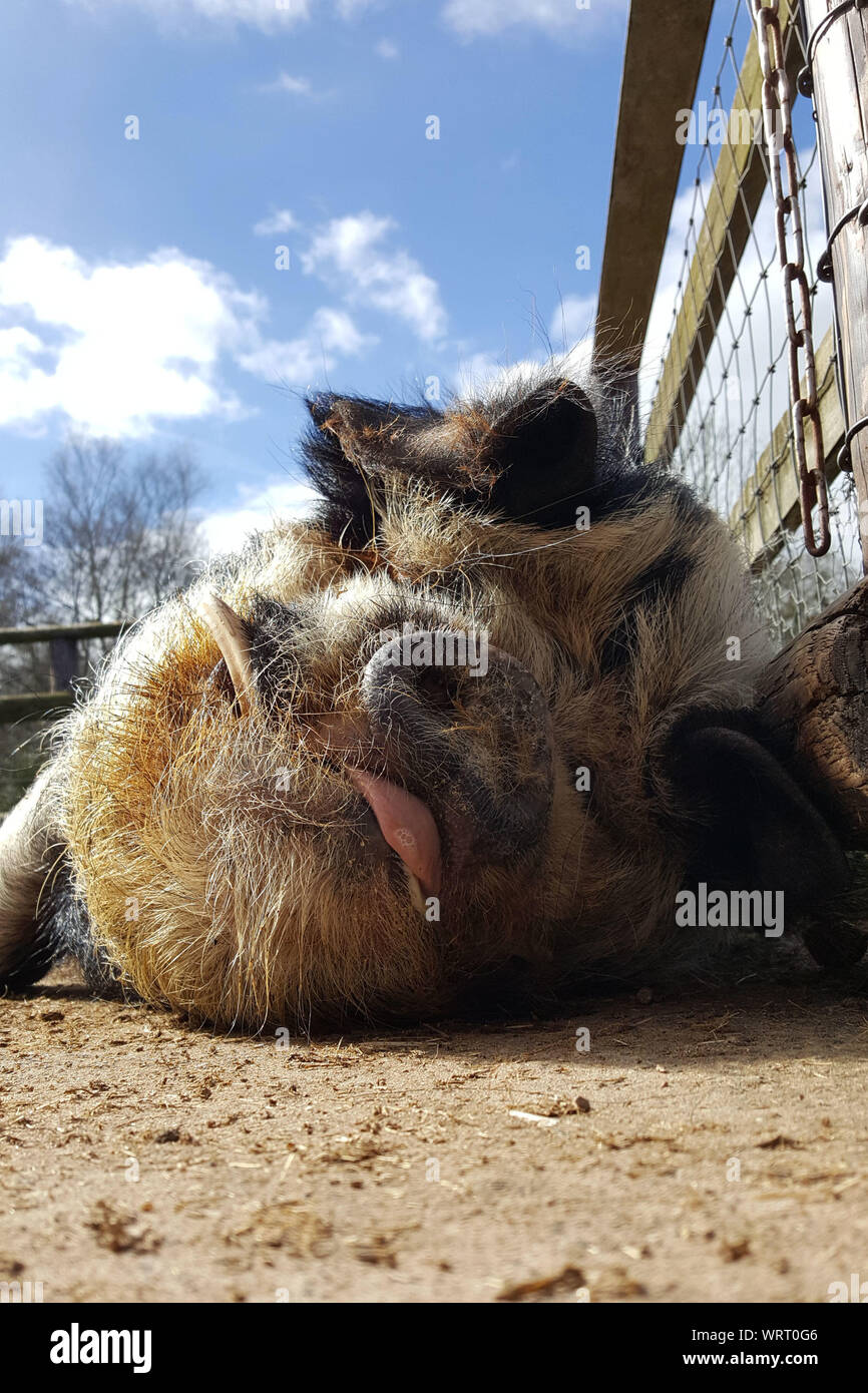 Pig lying down hi-res stock photography and images - Alamy
