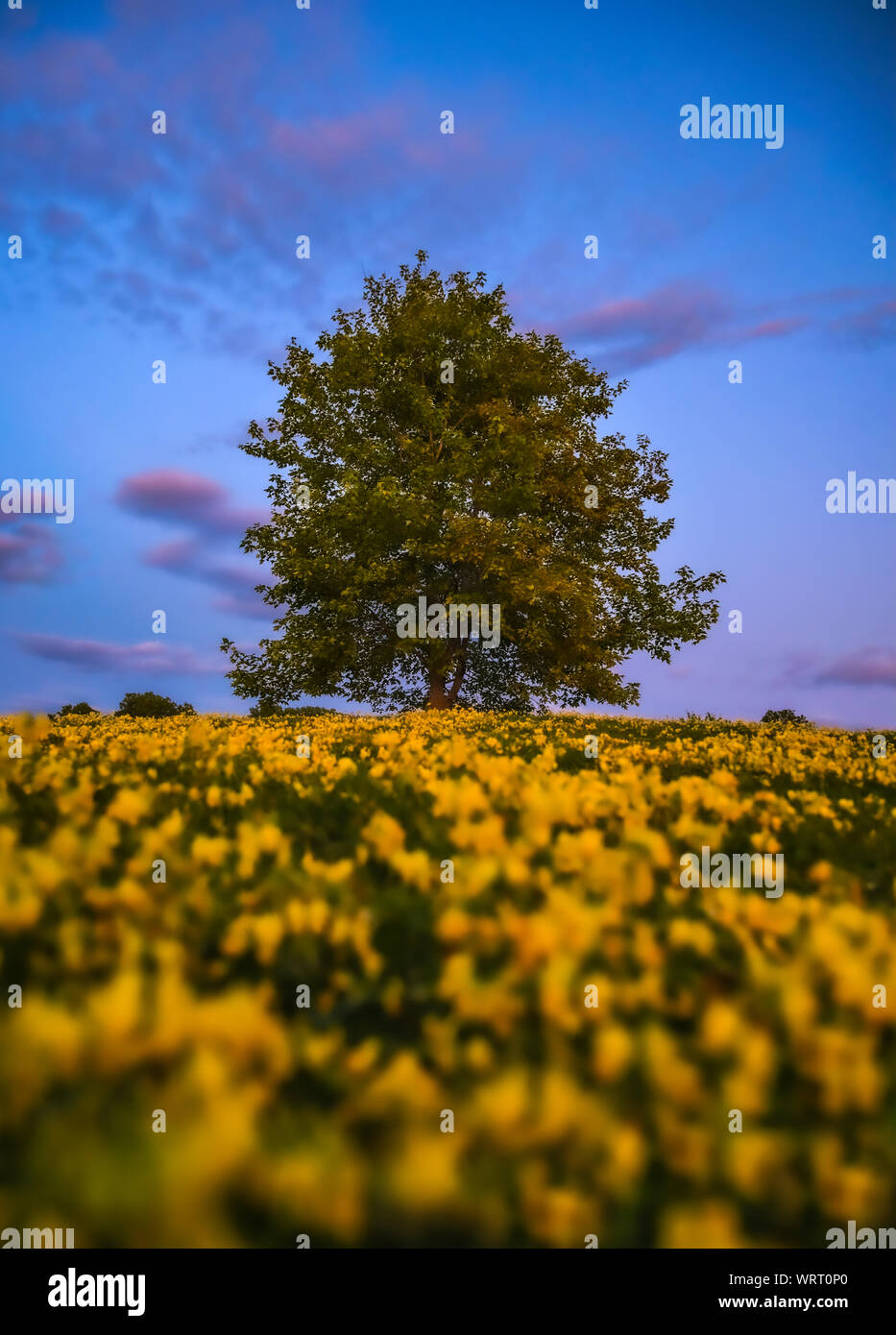 Colorful colourful wild flowers hi-res stock photography and images - Alamy