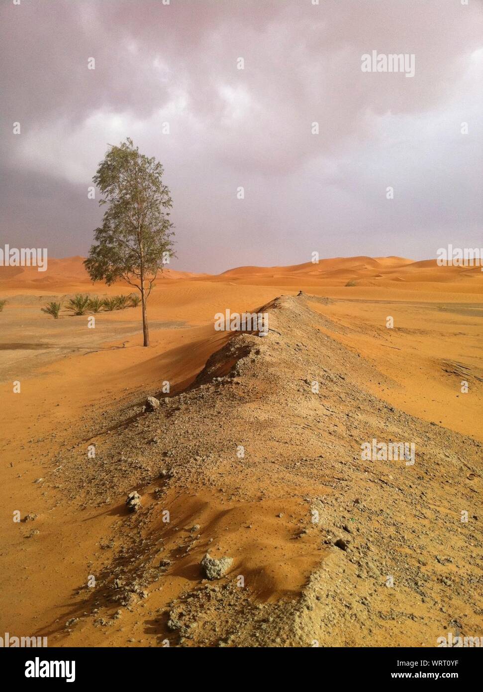 Lone desert tree hi-res stock photography and images - Alamy