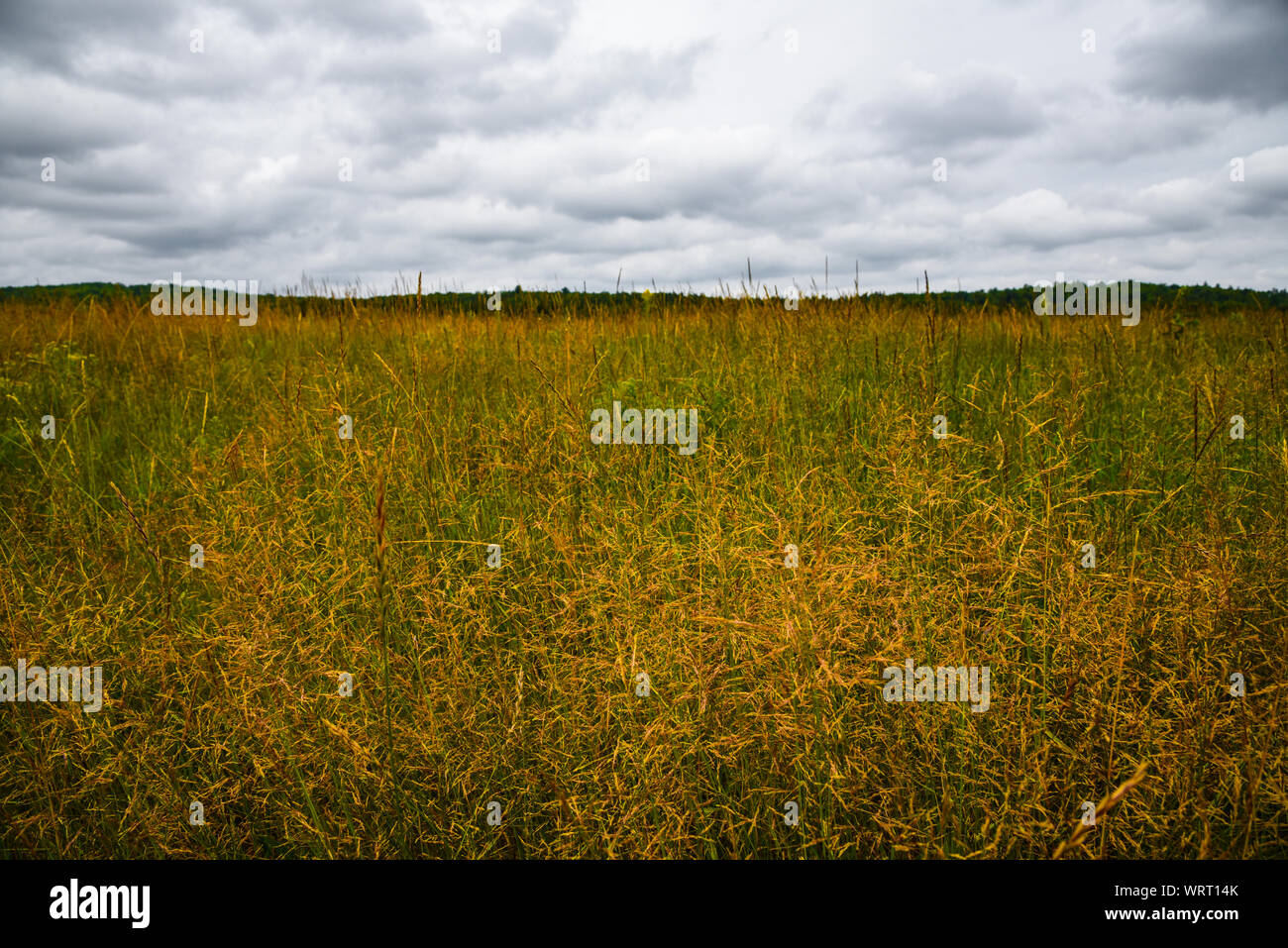 Wild plants photography hi-res stock photography and images - Alamy