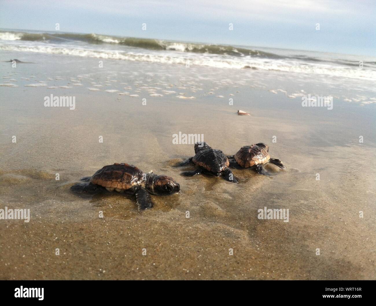 Sea turtles beach hi-res stock photography and images - Alamy