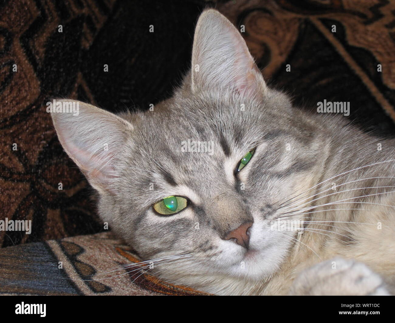 Animals winking hi-res stock photography and images - Alamy