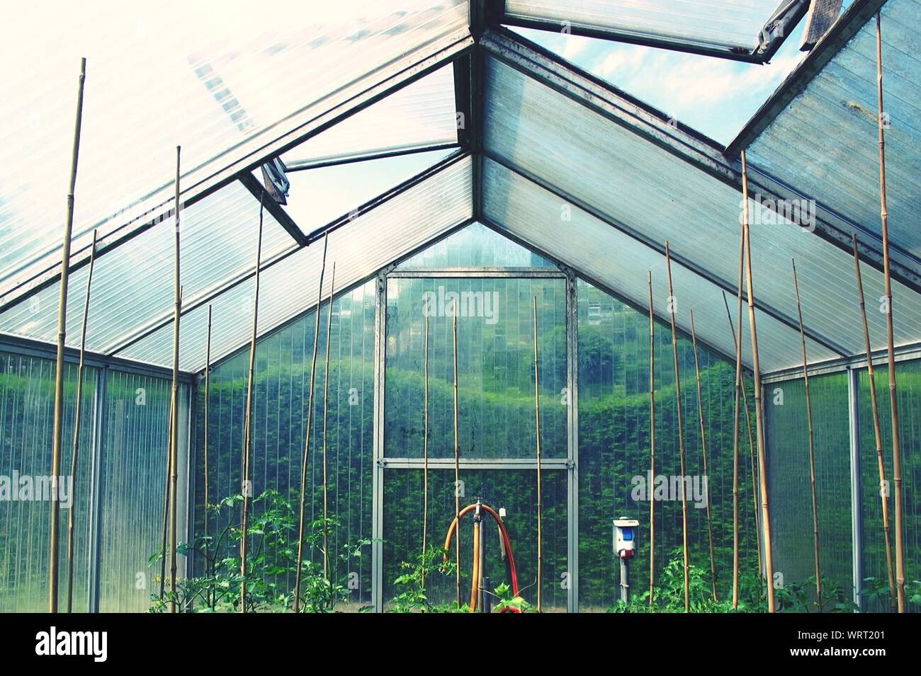 Interior Of Greenhouse Stock Photo - Alamy