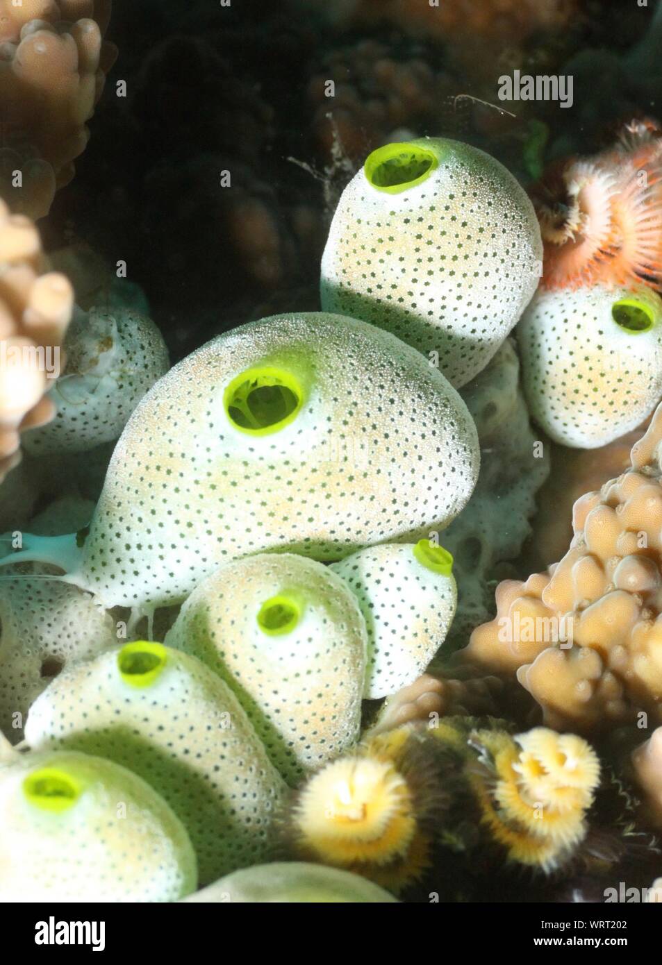 Sponge underwater High Resolution Stock Photography and Images - Alamy