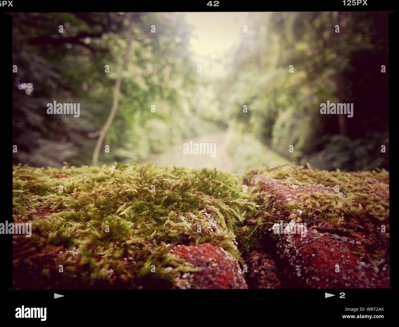 Moss on wall hi-res stock photography and images - Alamy