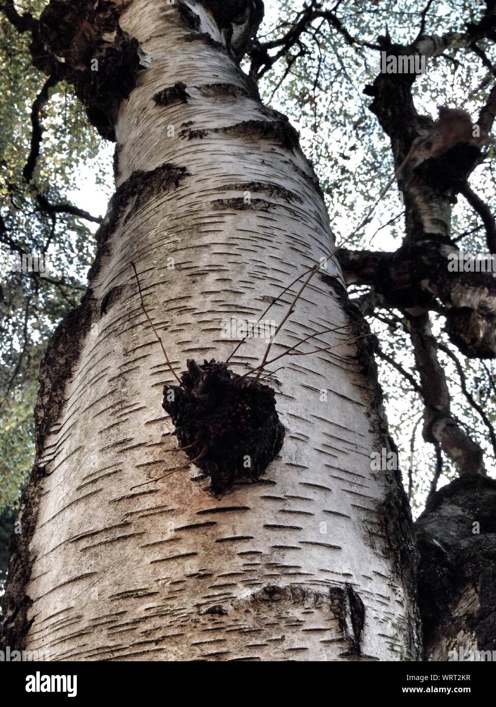 Knotted tree hi-res stock photography and images - Alamy