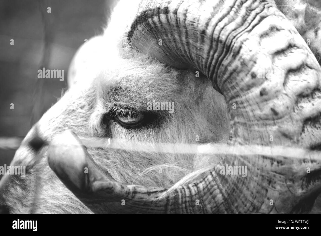 Domestic sheep ram side hi-res stock photography and images - Alamy
