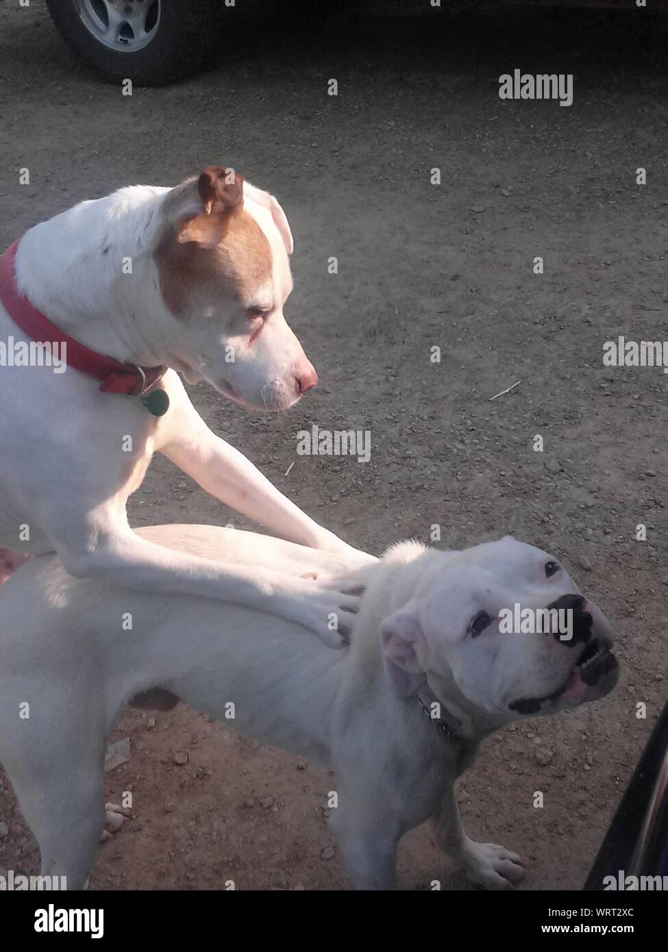 Why Do Dogs Mate Back To Back