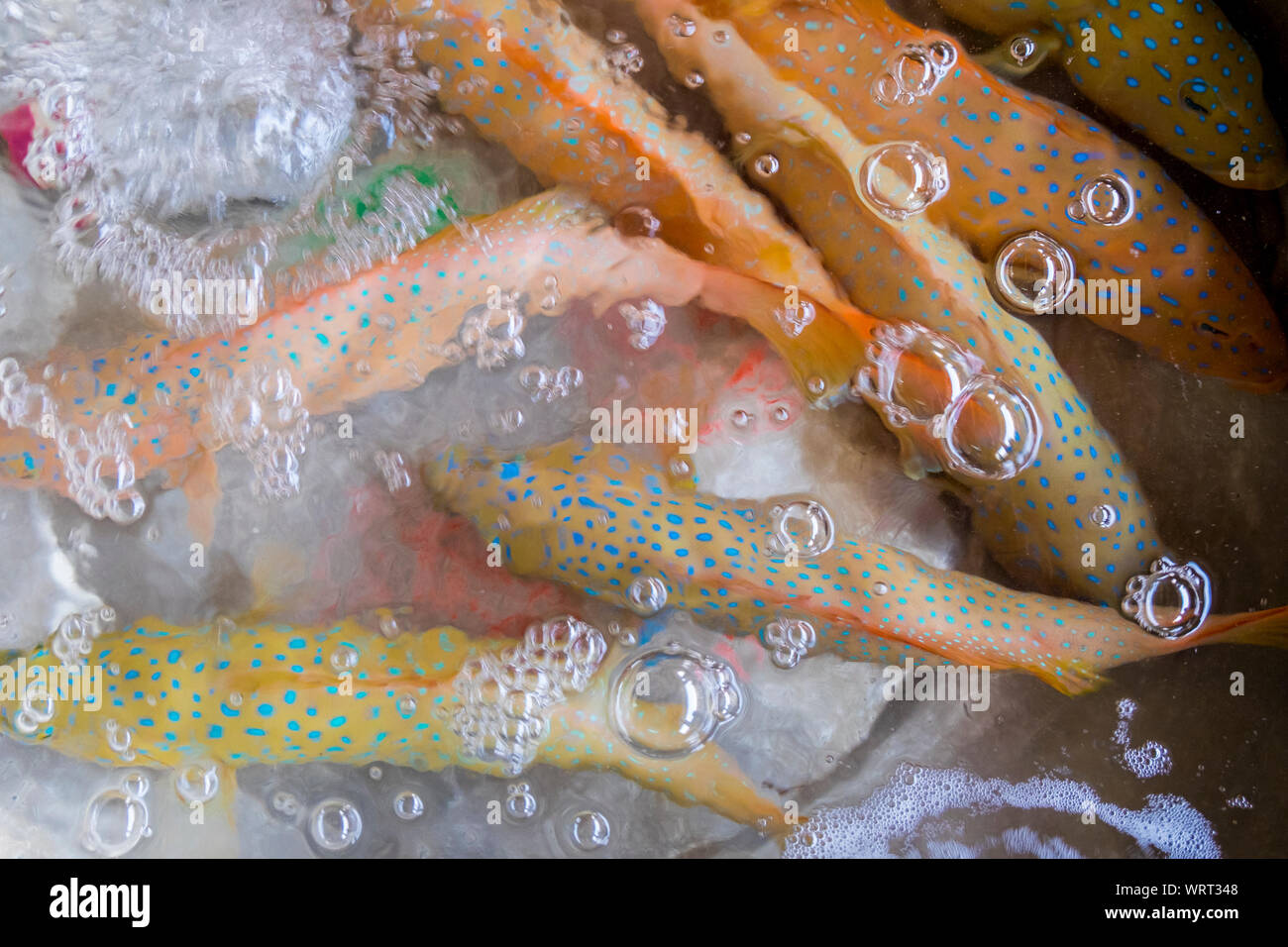 Live blue spotted fish for eating are for sale at the main Central ...