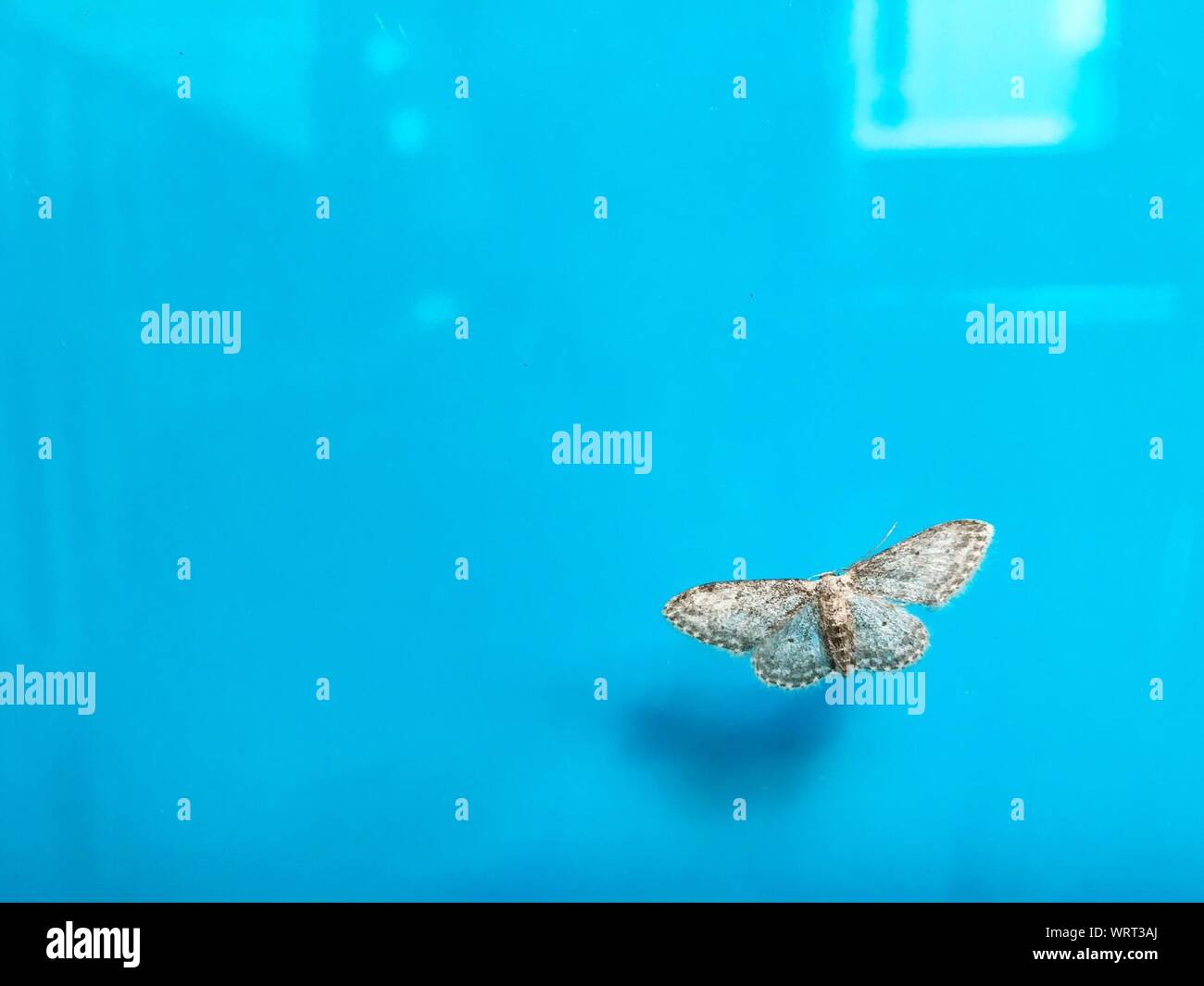 Floating butterfly hi-res stock photography and images - Alamy