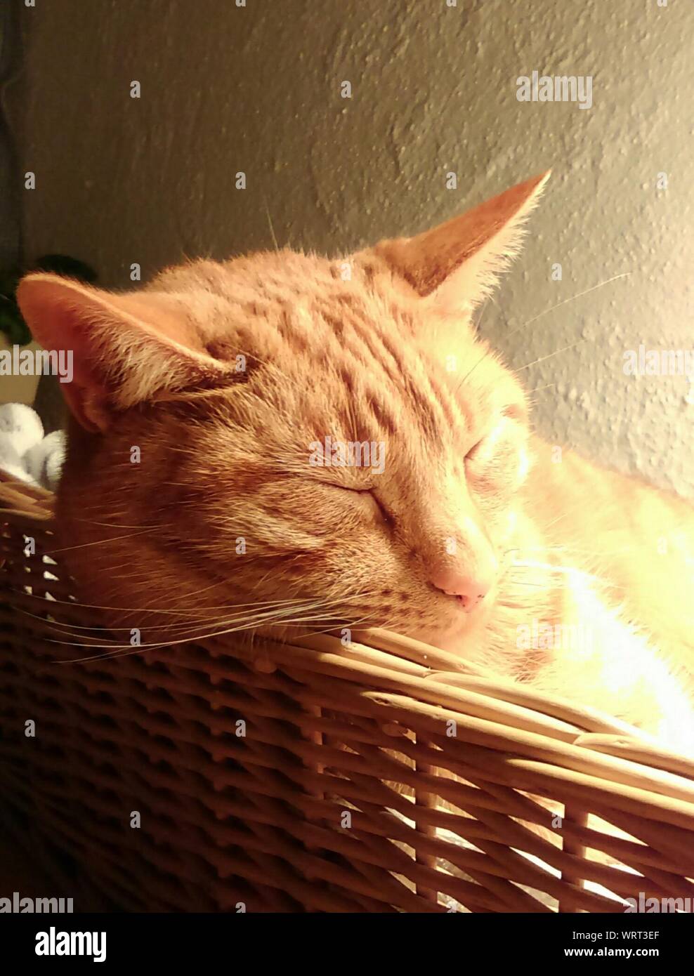 Whicker basket hi-res stock photography and images - Alamy