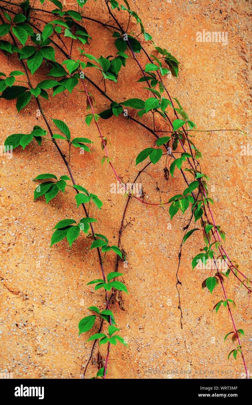 Ivy branch hi-res stock photography and images - Alamy