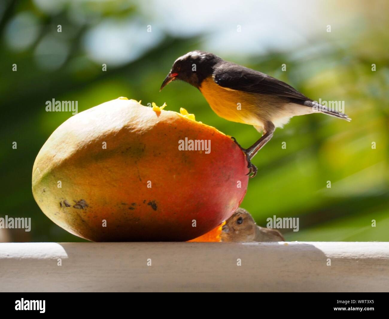 Bird Eating Fruit