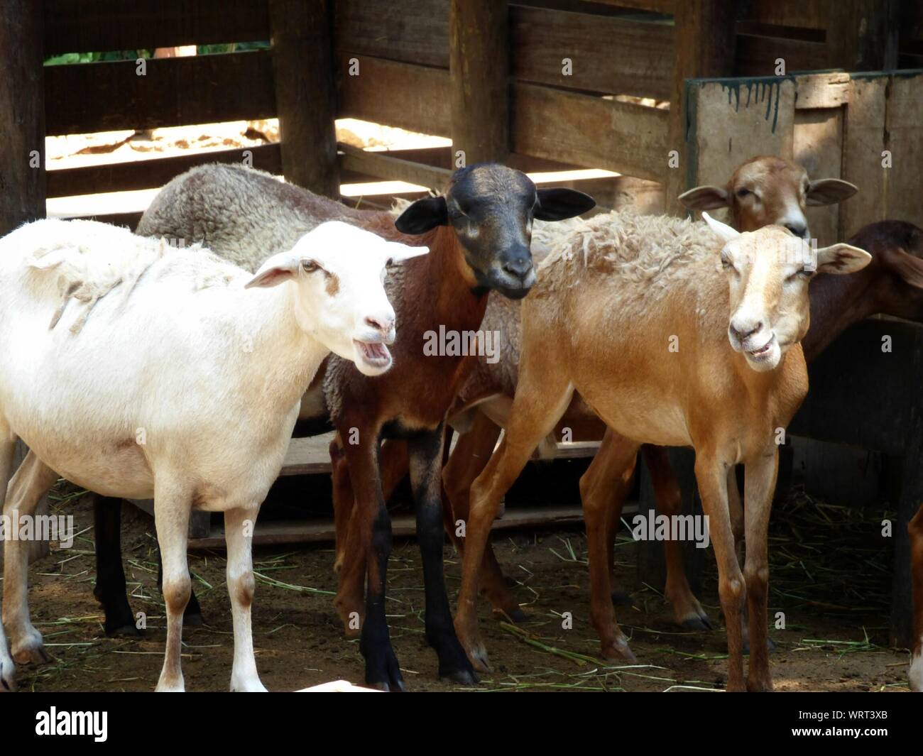 Sheep in stable hi-res stock photography and images - Alamy