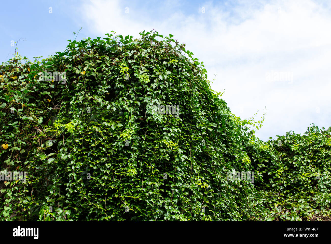 Elephant Creeper, Silver Morning-glory planted on roof, Abstract ...
