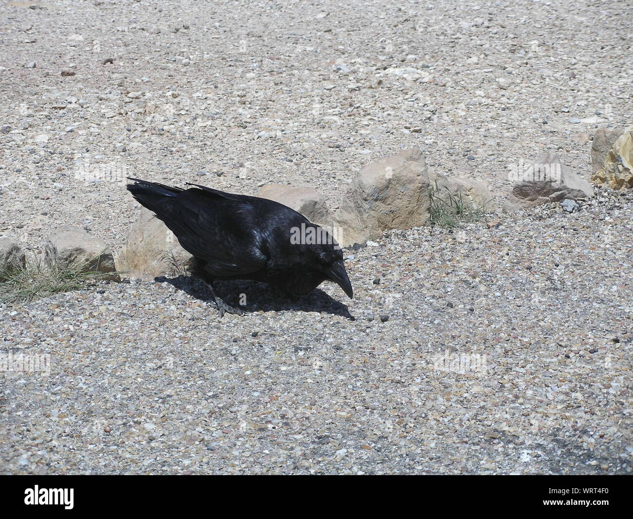 Crow on ground hi-res stock photography and images - Alamy