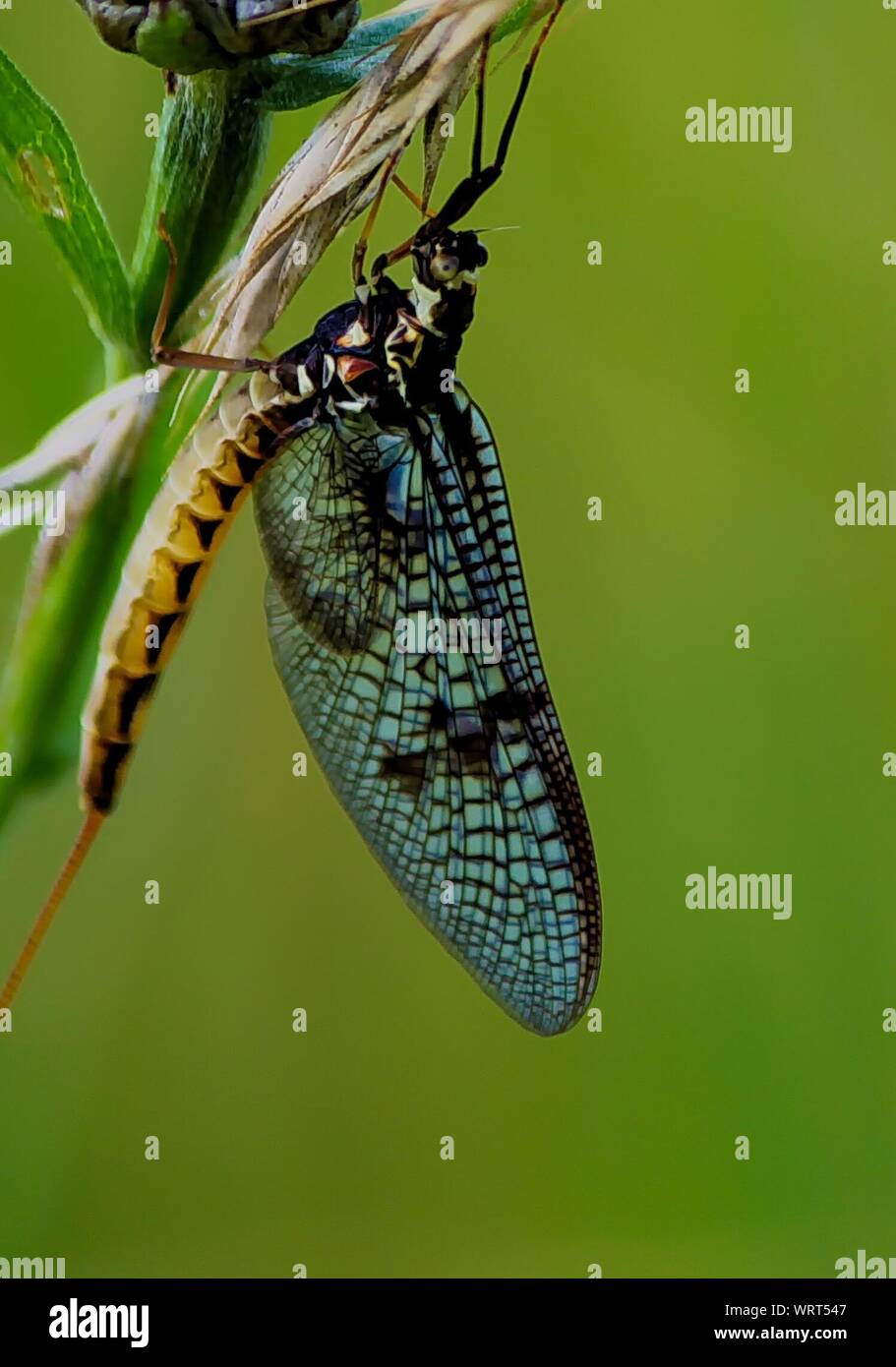 Insect upside down hi-res stock photography and images - Alamy