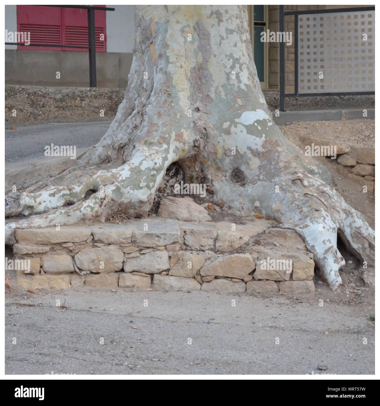 Tree base hi-res stock photography and images - Alamy