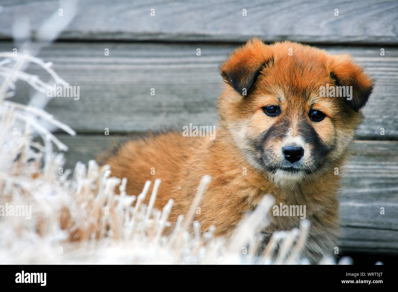 Cabin animals hi-res stock photography and images - Alamy