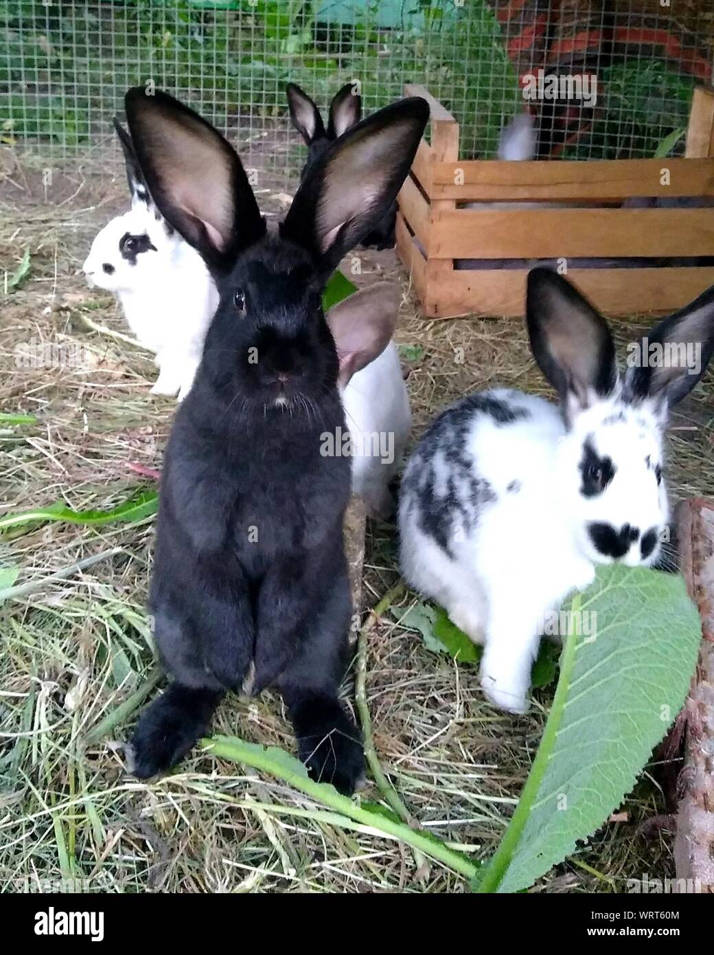 Five rabbits hi-res stock photography and images - Alamy
