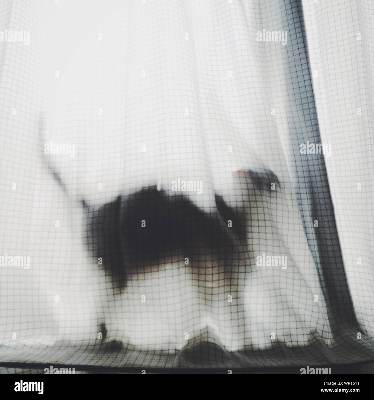 Cat behind curtain hi-res stock photography and images - Alamy