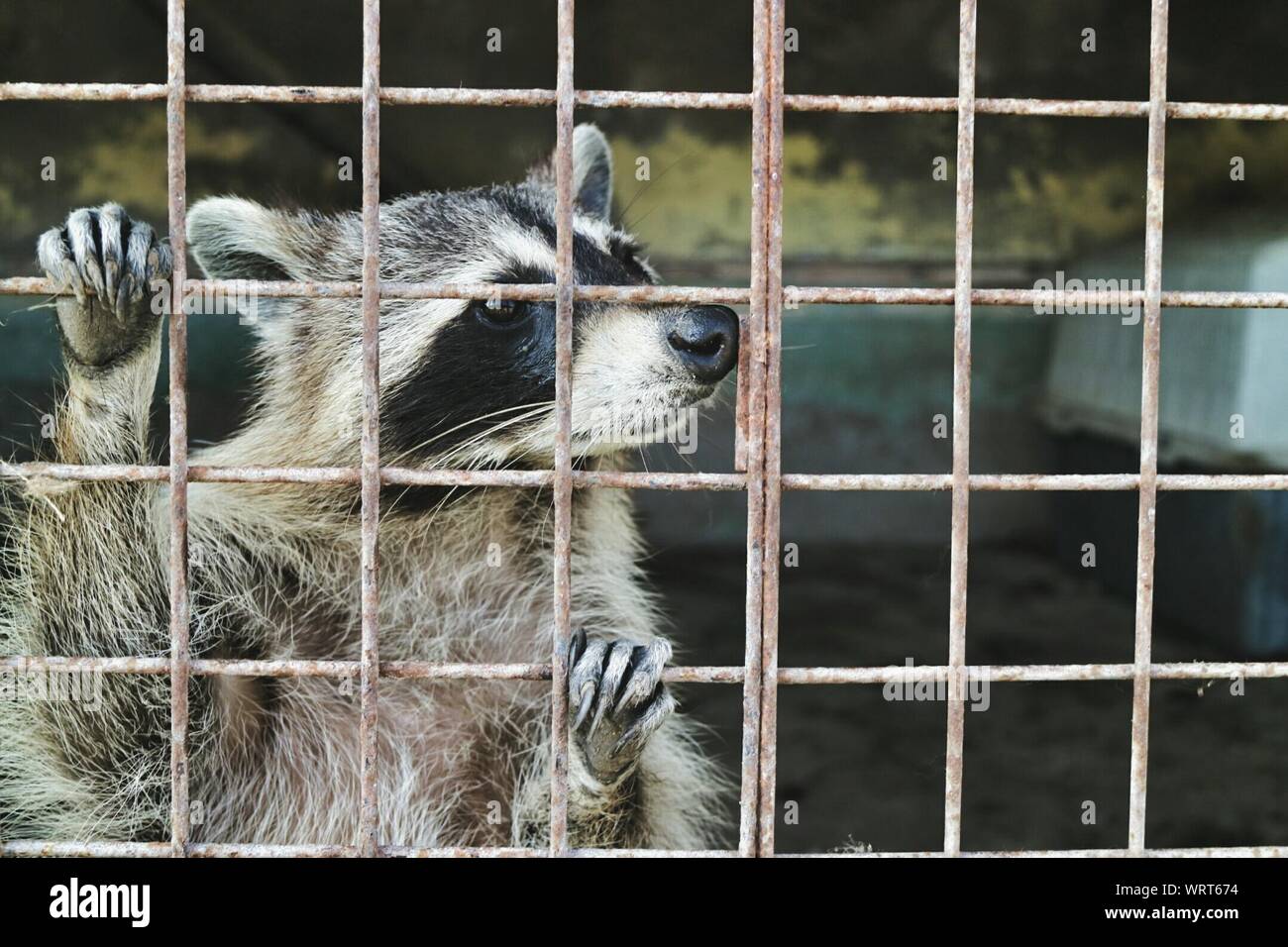 Caged up hi-res stock photography and images - Alamy