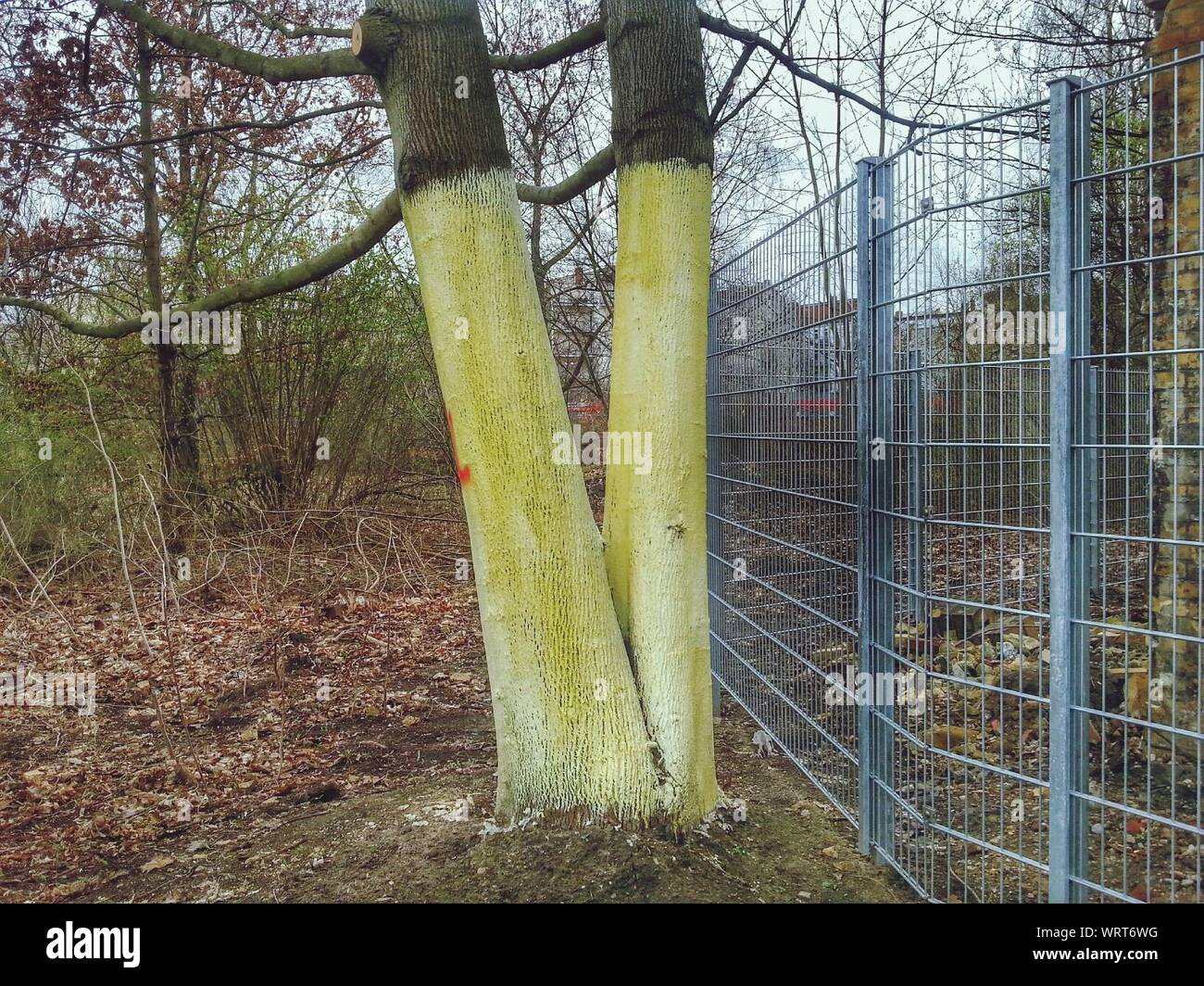 Tree paint for protection hi-res stock photography and images - Alamy