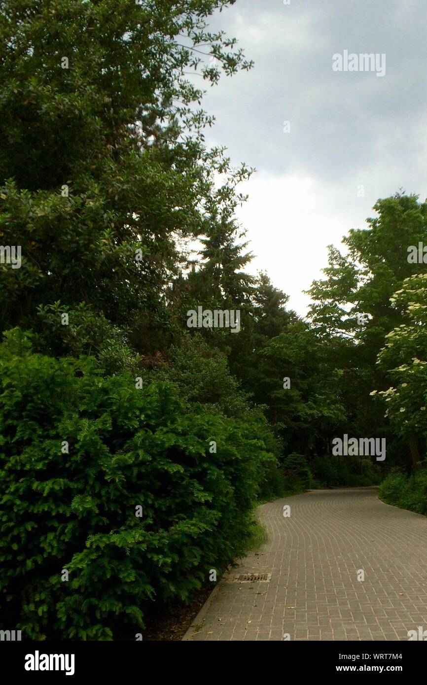 Empty Pathway Along Trees Stock Photo - Alamy